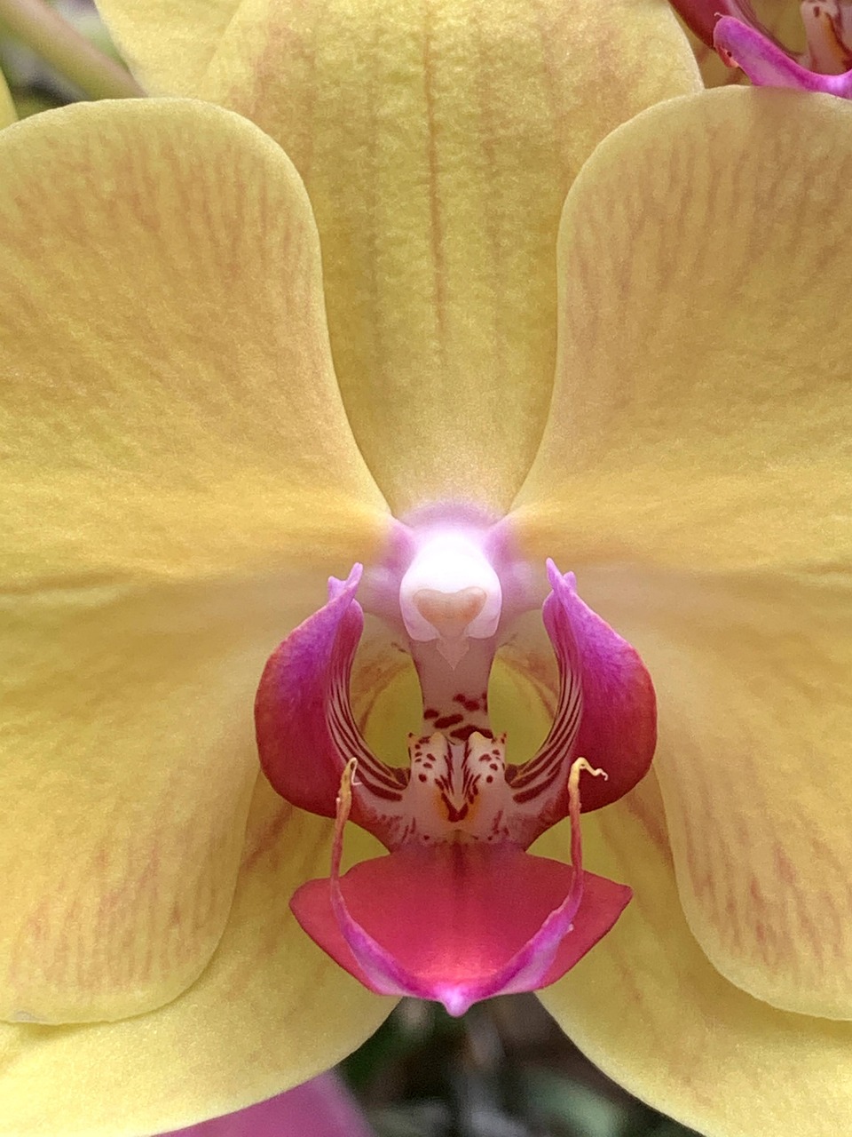 Orchidée Jaune Fleur - Photo gratuite sur Pixabay - Pixabay