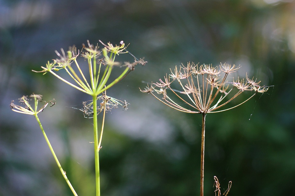 Plant Bloom Forest - Free photo on Pixabay