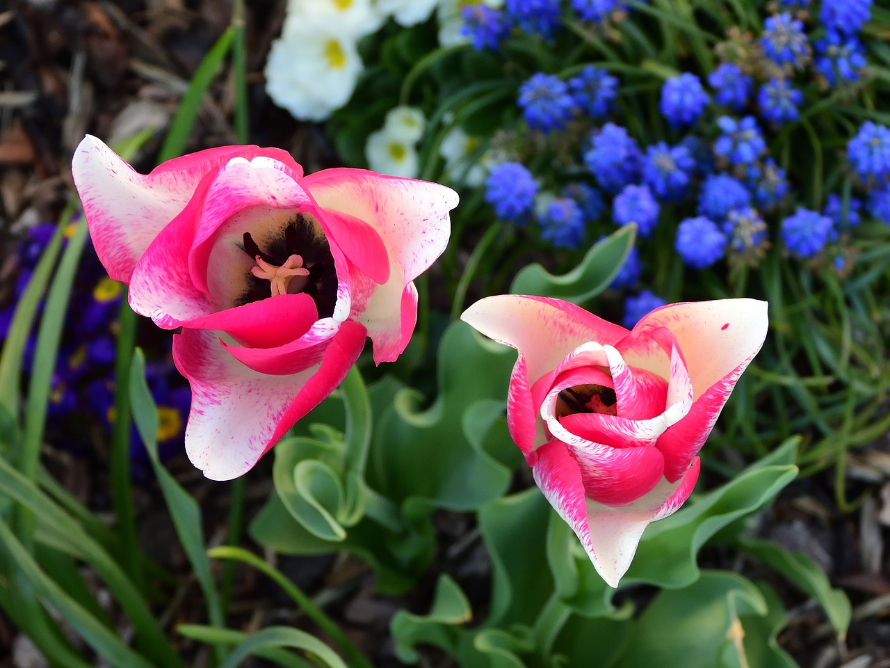 Bloom Flor Jardim - Foto gratuita no Pixabay - Pixabay
