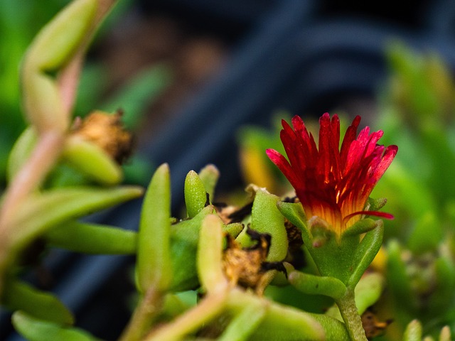 Bloom Succulent Flowering - Free photo on Pixabay - Pixabay