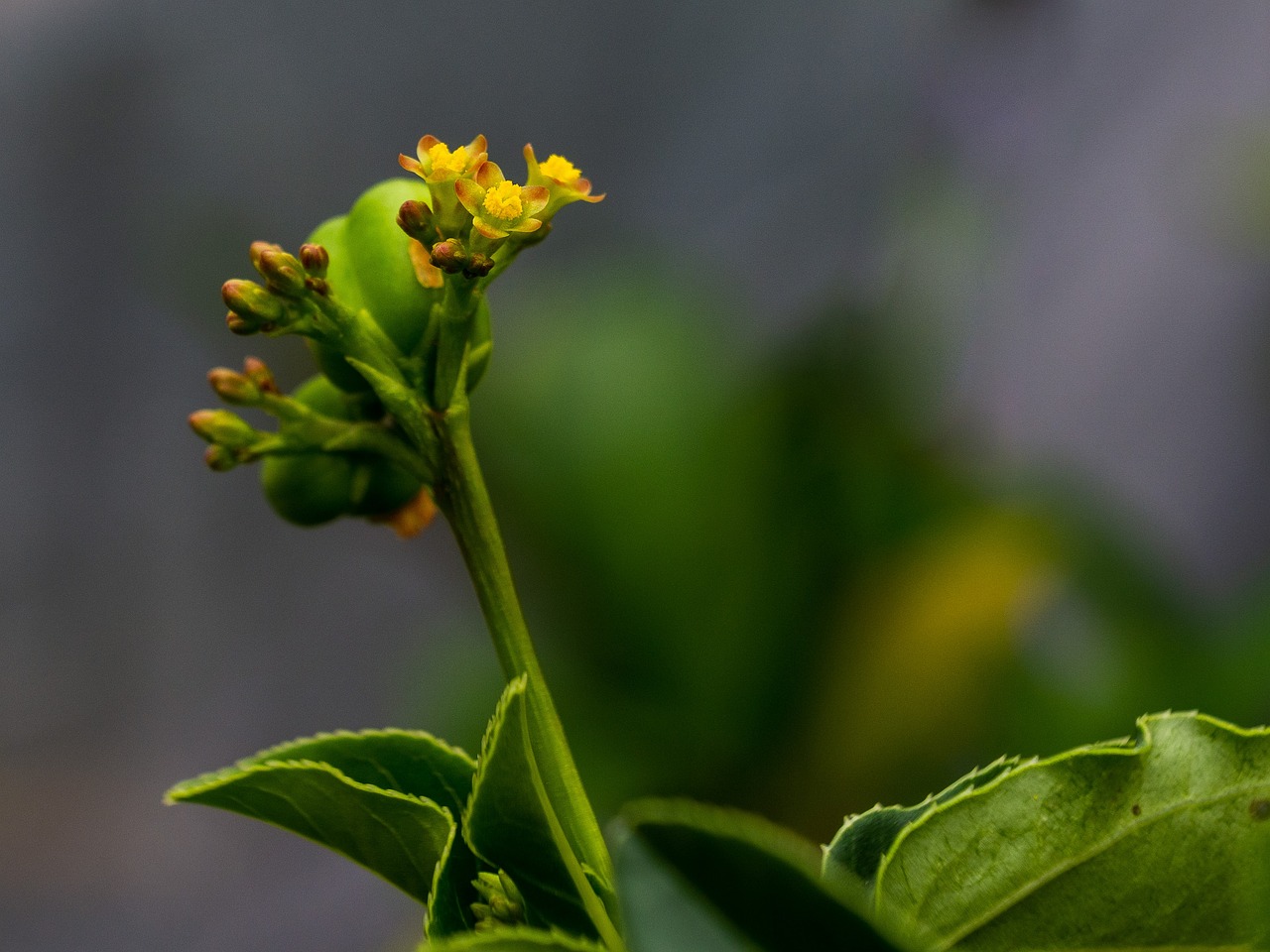 Bloom Succulent Flowering - Free photo on Pixabay - Pixabay