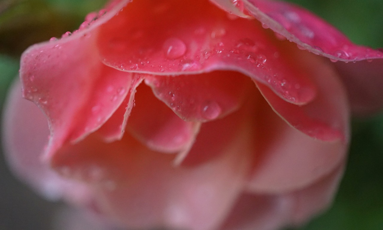 Rose Rosa Blume - Kostenloses Foto auf Pixabay - Pixabay