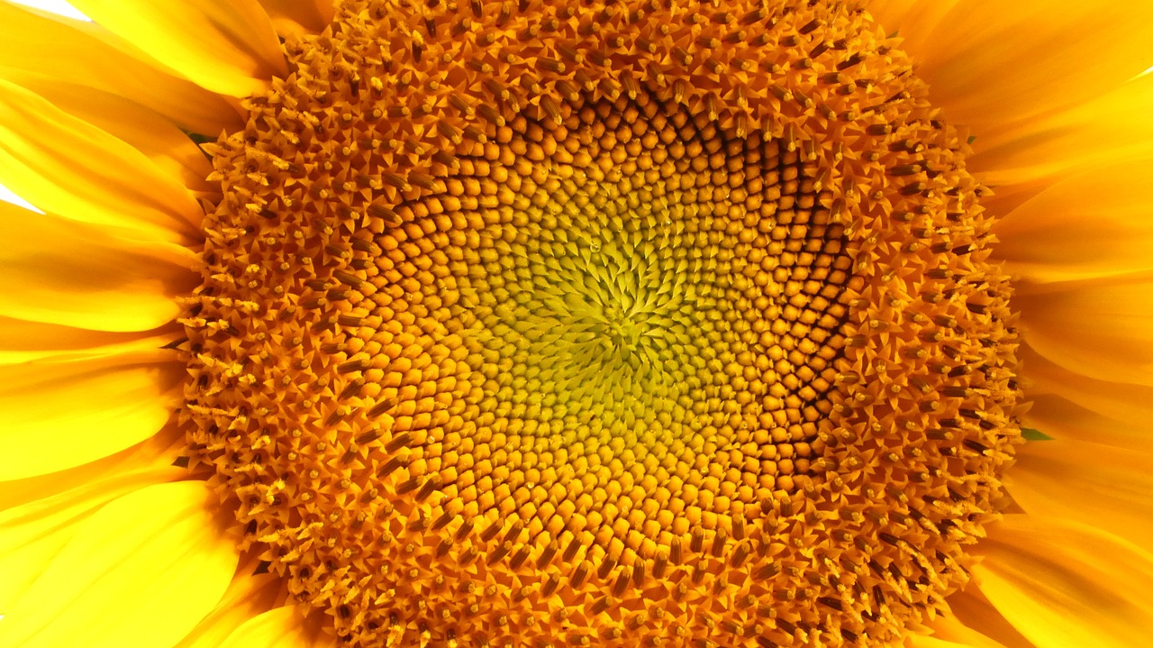 10,000+ Free Sunflowers & Nature Images - Pixabay
