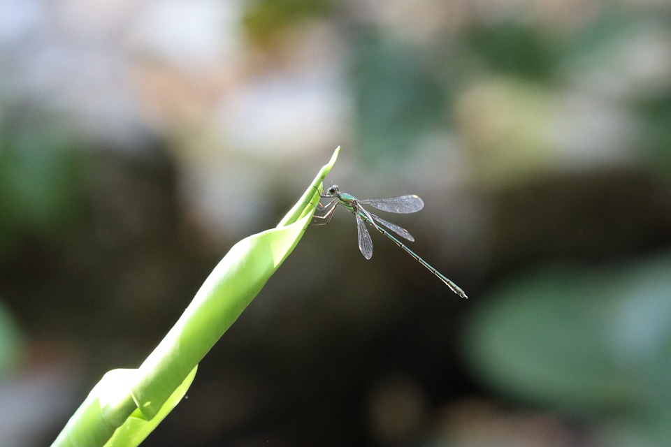 Demoiselle Dragonfly Insect - Free photo on Pixabay