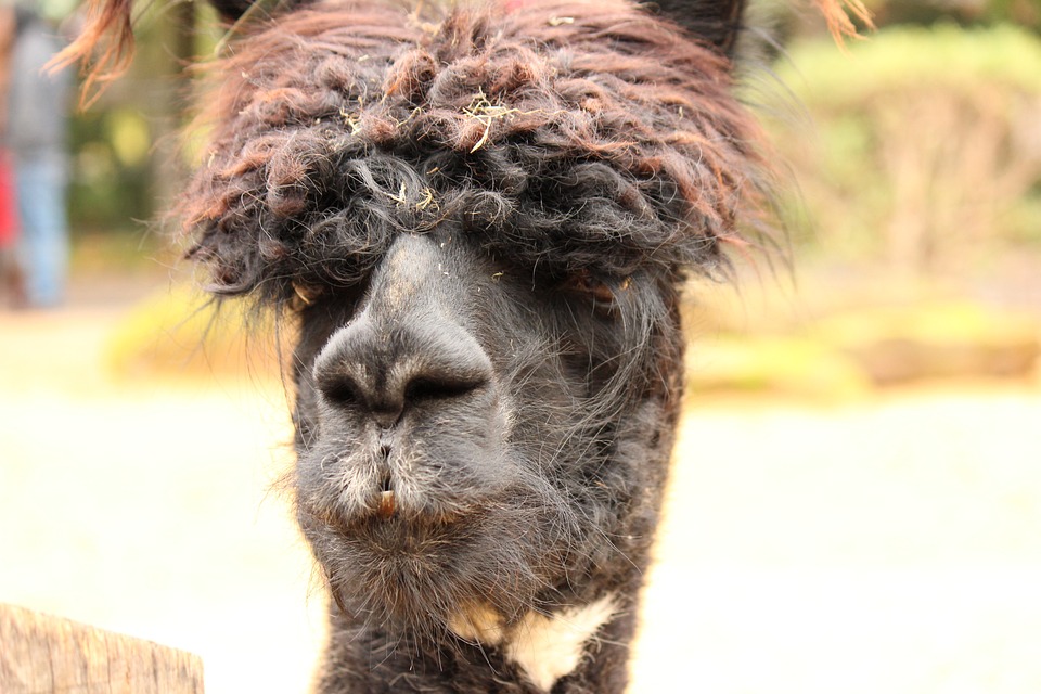 Lama Cheveu Alpaga - Photo gratuite sur Pixabay - Pixabay