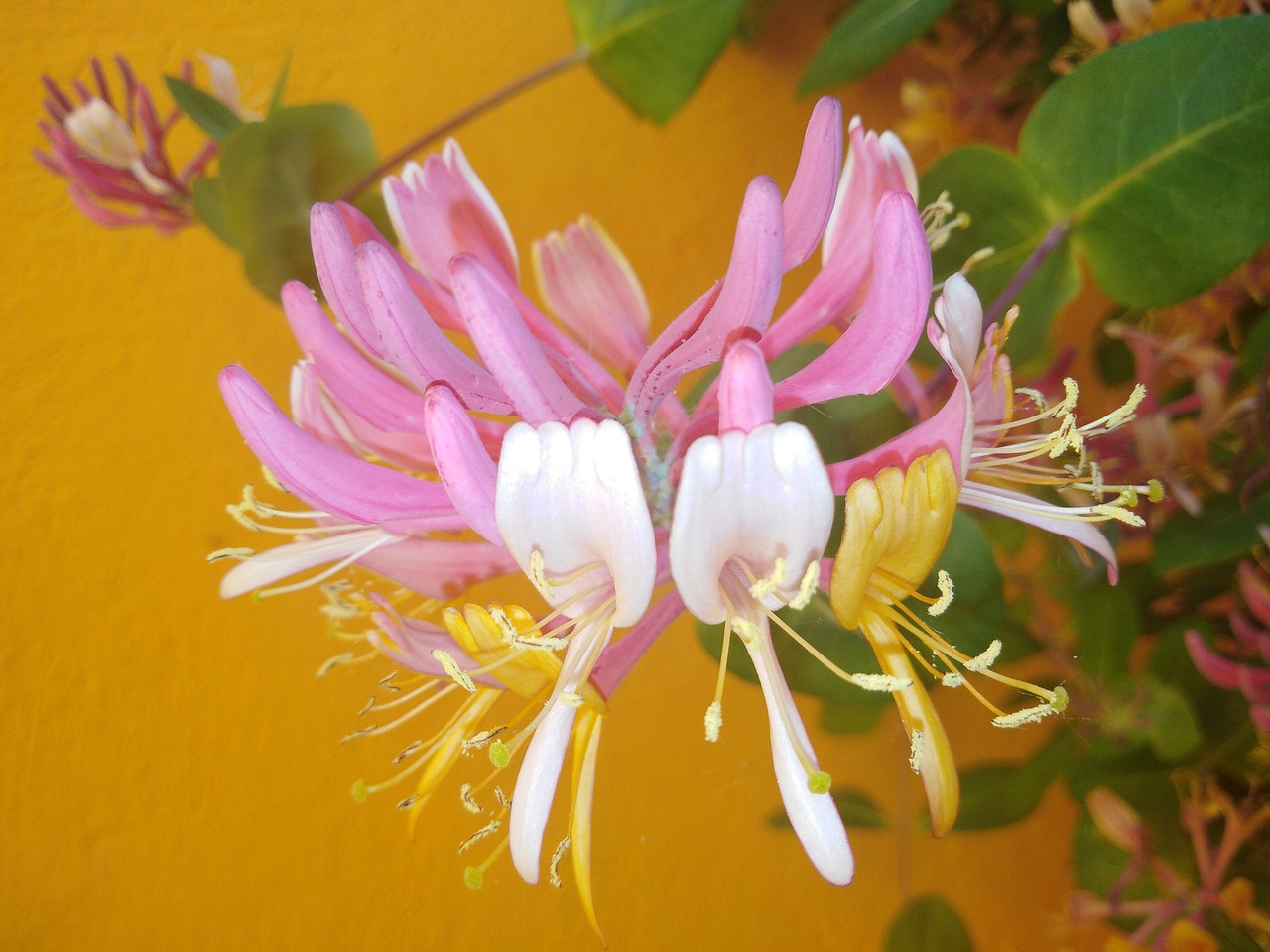 Honeysuckle Flower Yard - Free photo on Pixabay - Pixabay