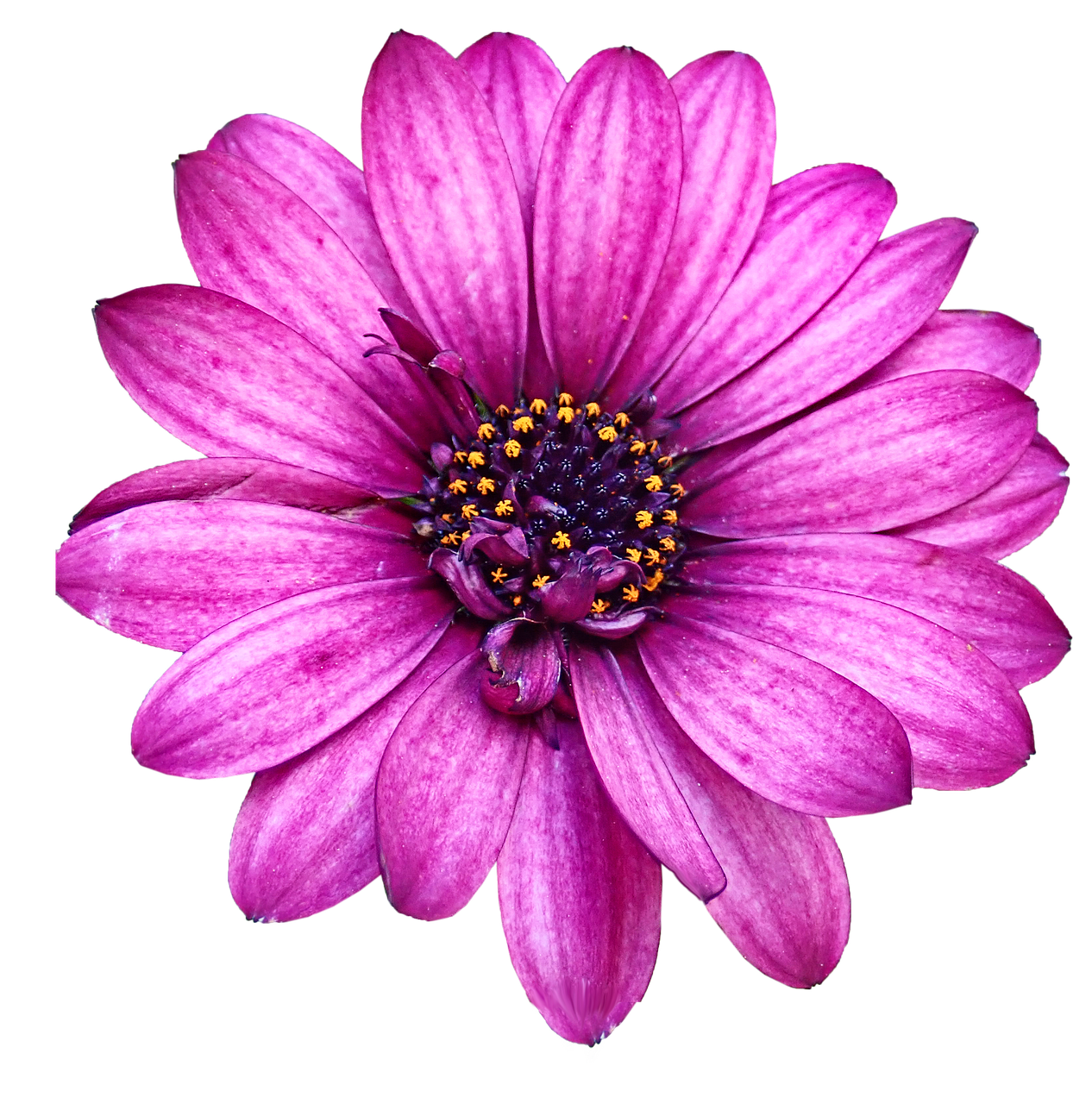 Pink Daisy Png