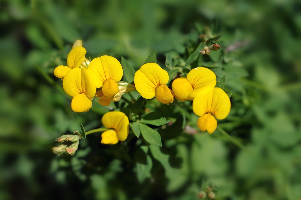 Flowers Gorse Bird'S Foot Trefoil - Free photo on Pixabay - Pixabay