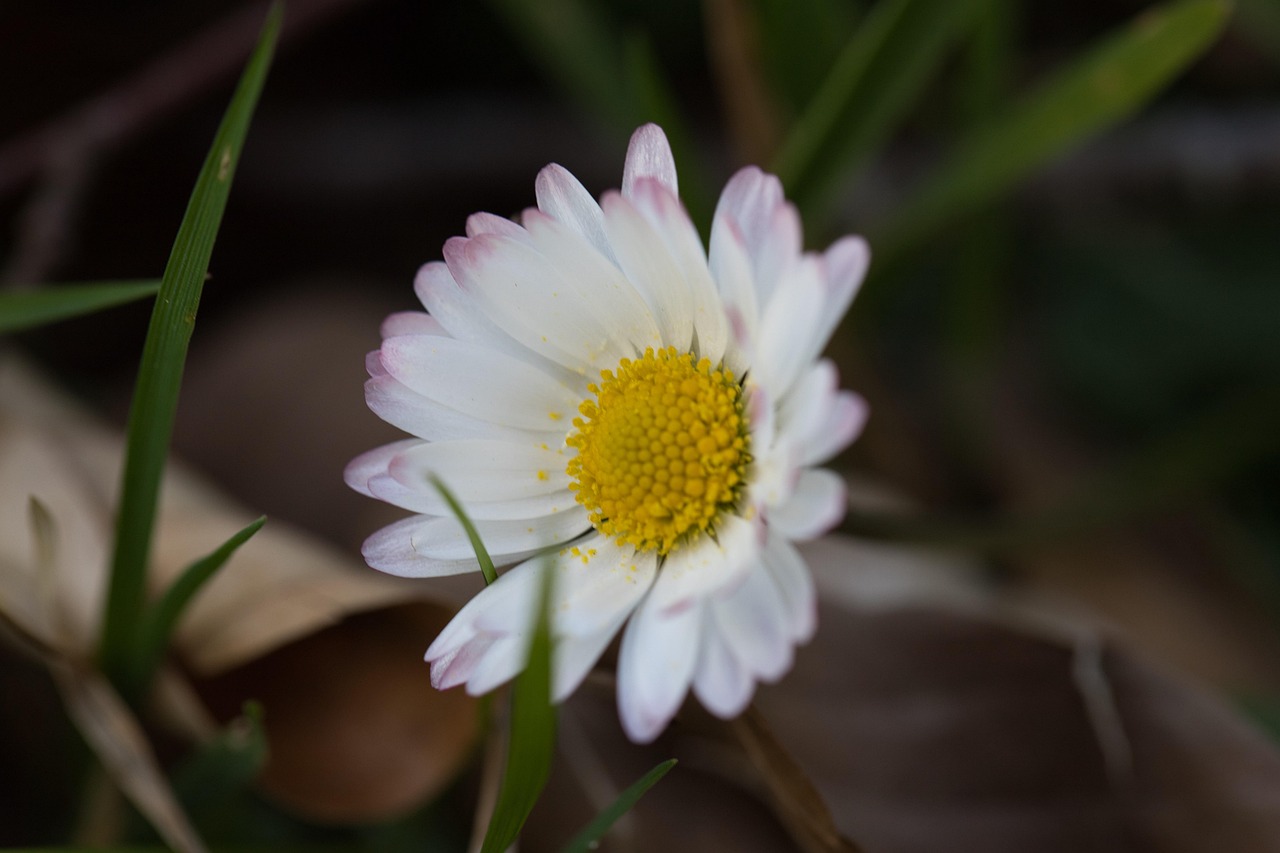 Fleur Nature Sauvage - Photo gratuite sur Pixabay - Pixabay