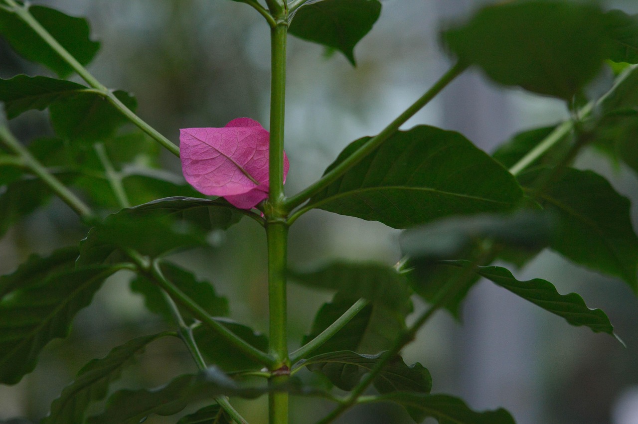 Botanical Close Up Cluj Napoca - Free photo on Pixabay - Pixabay