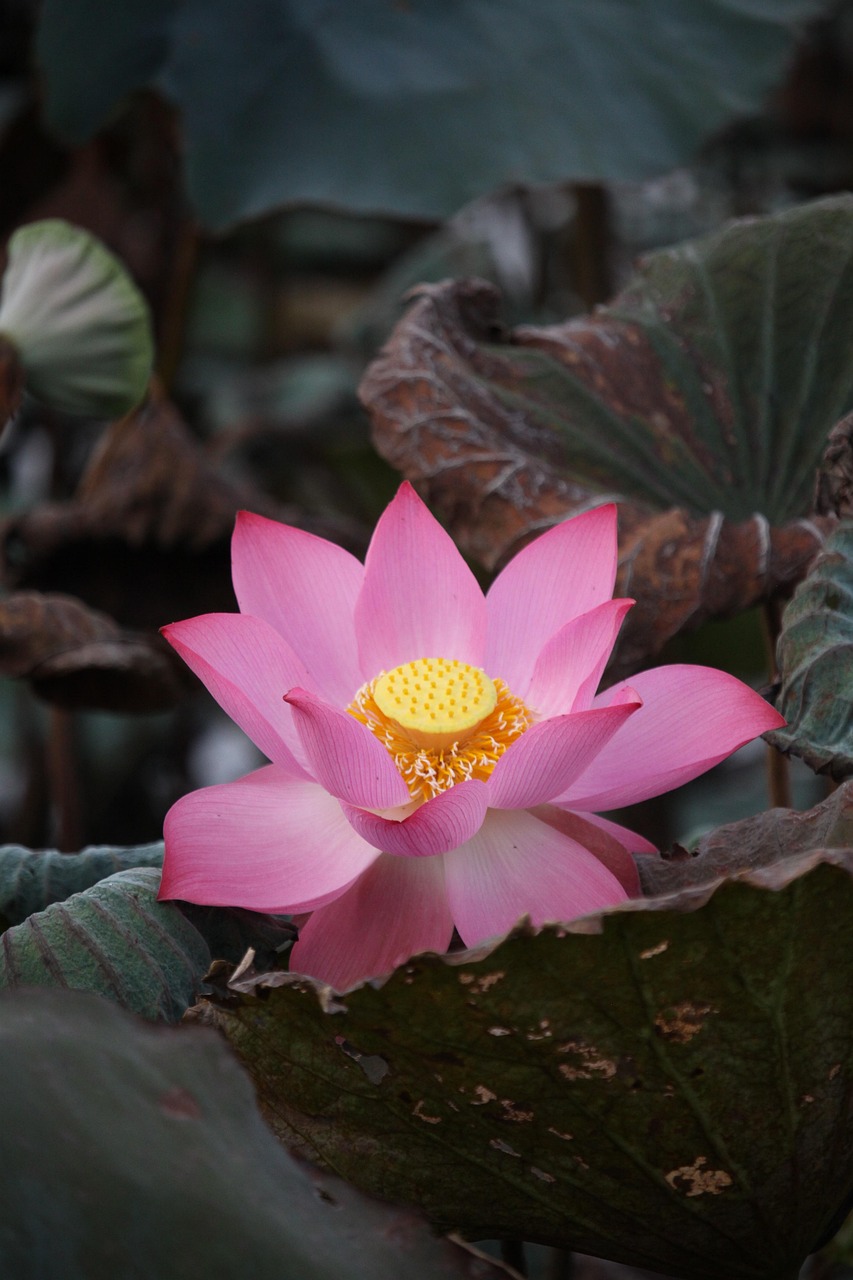 Teratai Merah Muda Bunga - Foto gratis di Pixabay - Pixabay