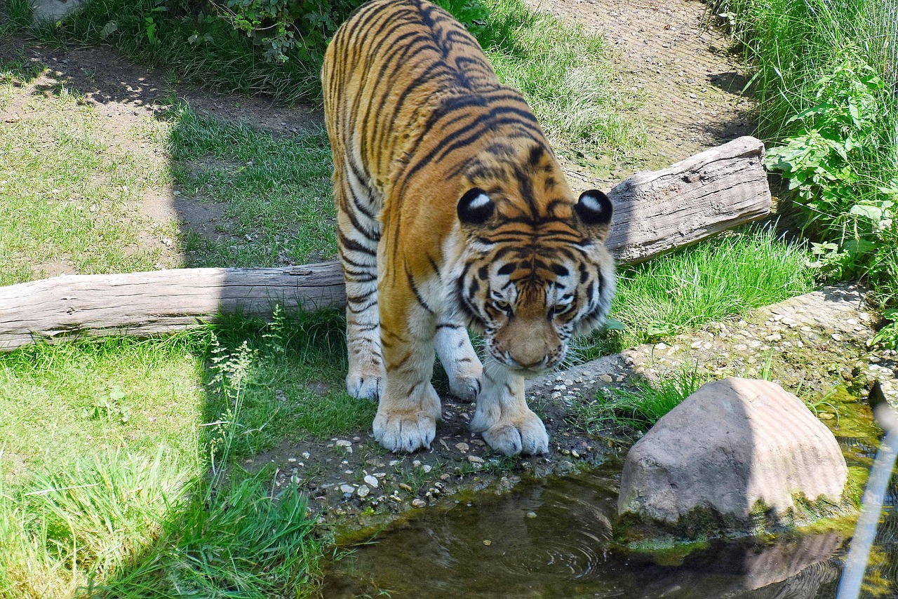 Tiger Cats - Free photo on Pixabay