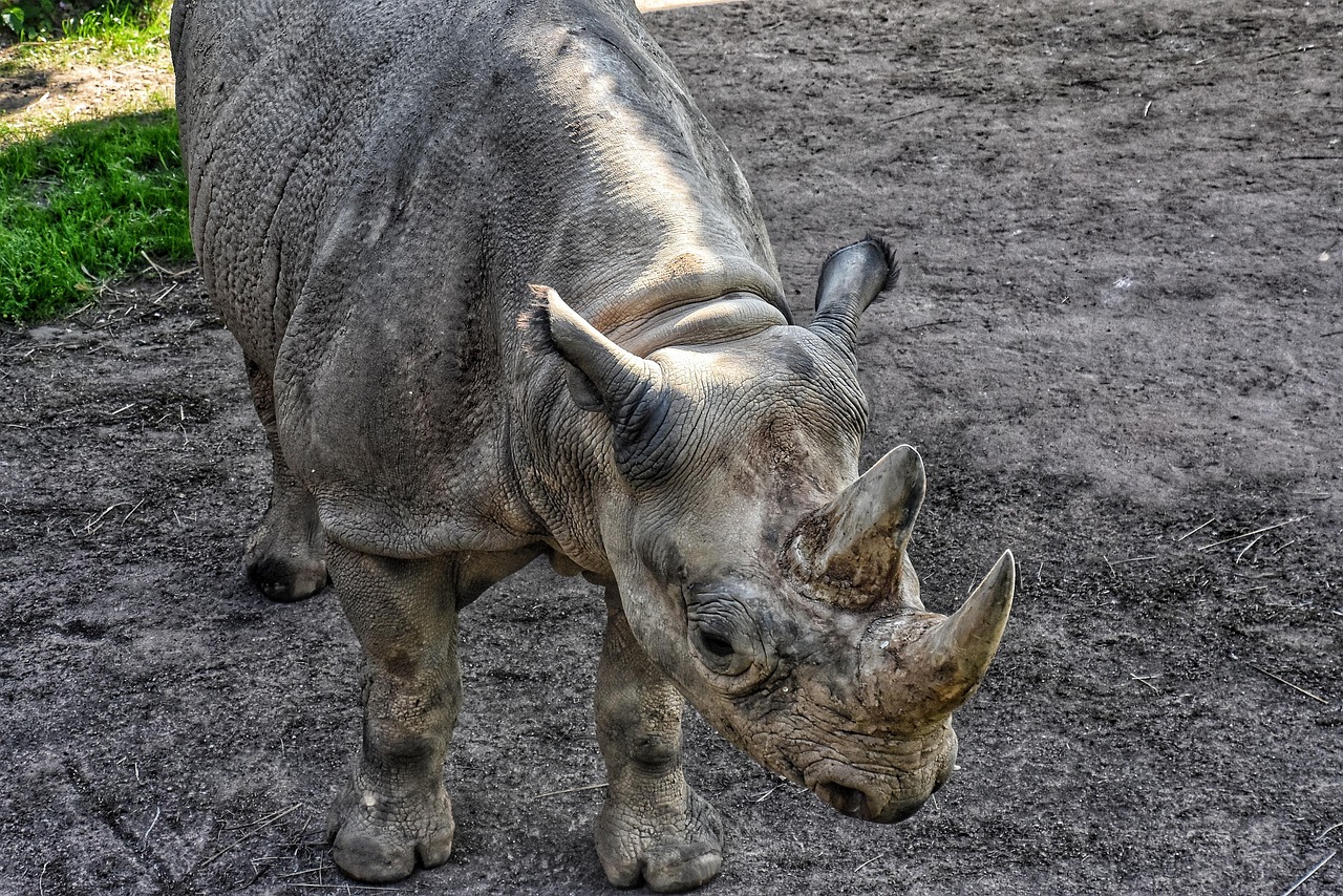 Rinoceronte Animais - Foto gratuita no Pixabay - Pixabay