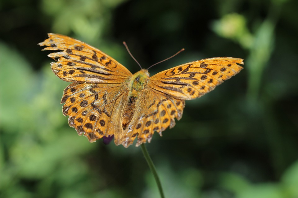 Mariposa Insecto Alas - Foto gratis en Pixabay - Pixabay