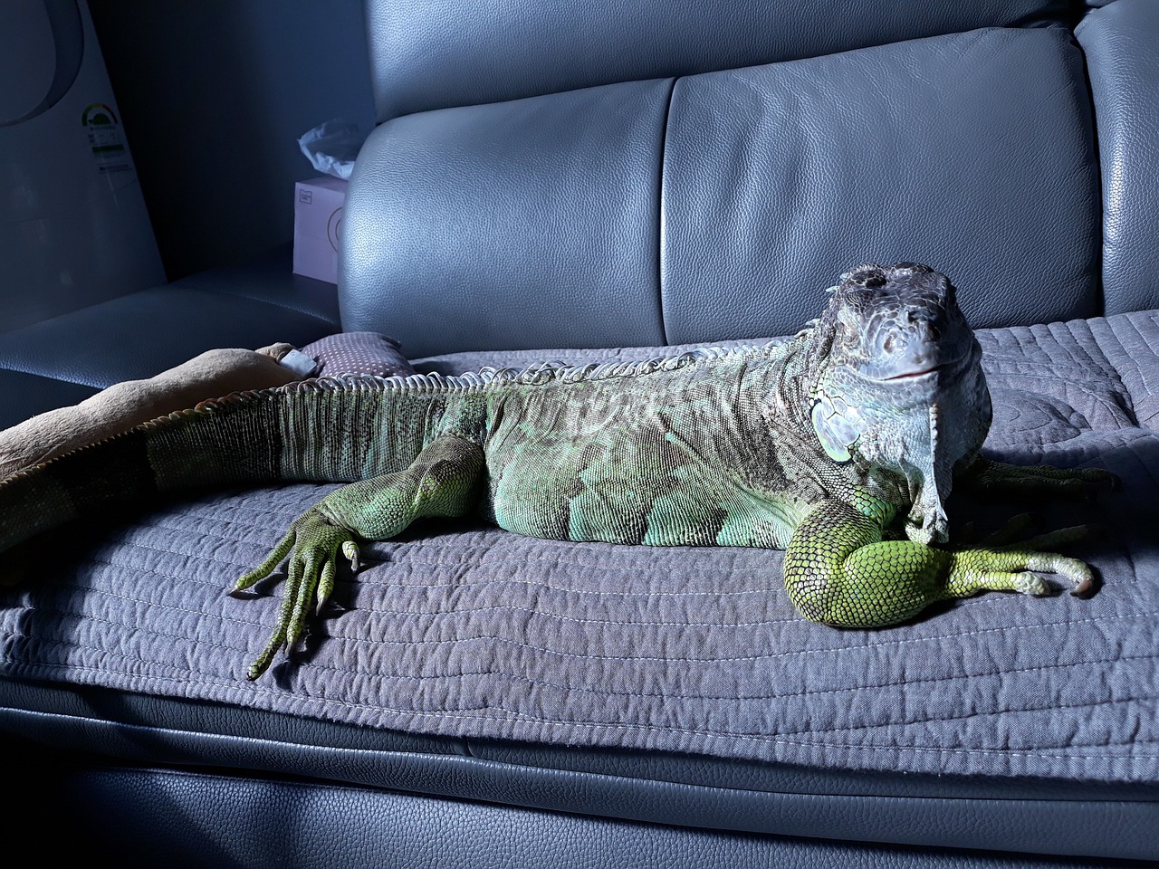 Iguana Reptiler Ödla - Gratis foto på Pixabay - Pixabay