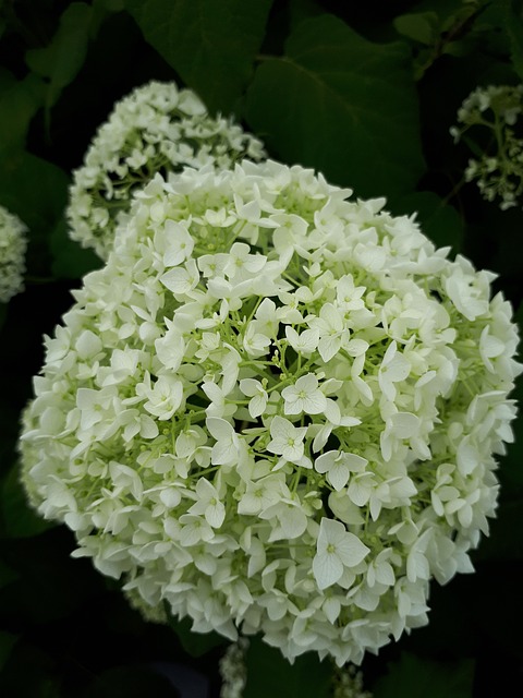 Bouquet De Fleurs Blanche - Photo gratuite sur Pixabay - Pixabay