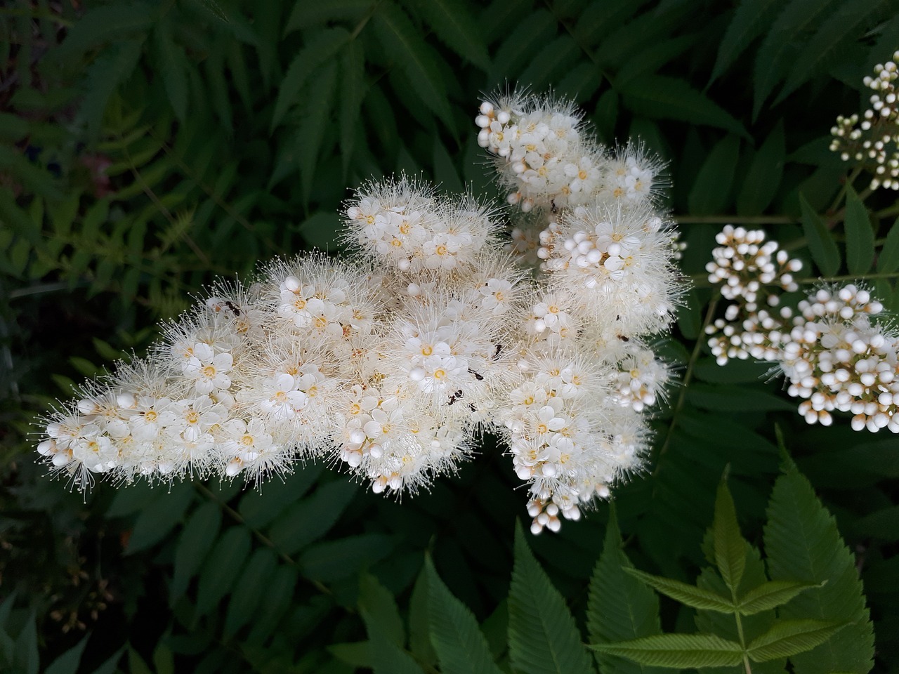 Fleurs Blanches Fleur Nature - Photo gratuite sur Pixabay - Pixabay