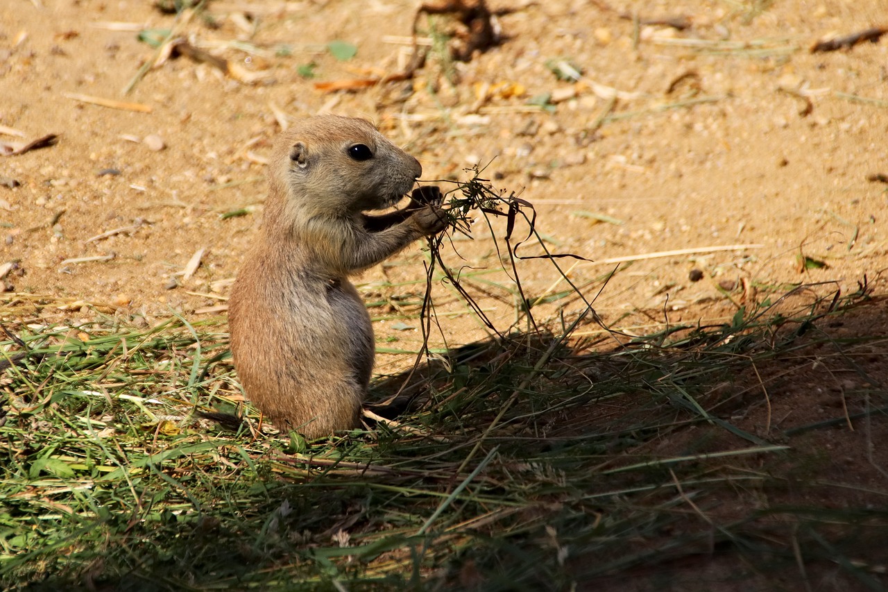 Psoun Prériový Cachorro - Foto gratis en Pixabay - Pixabay