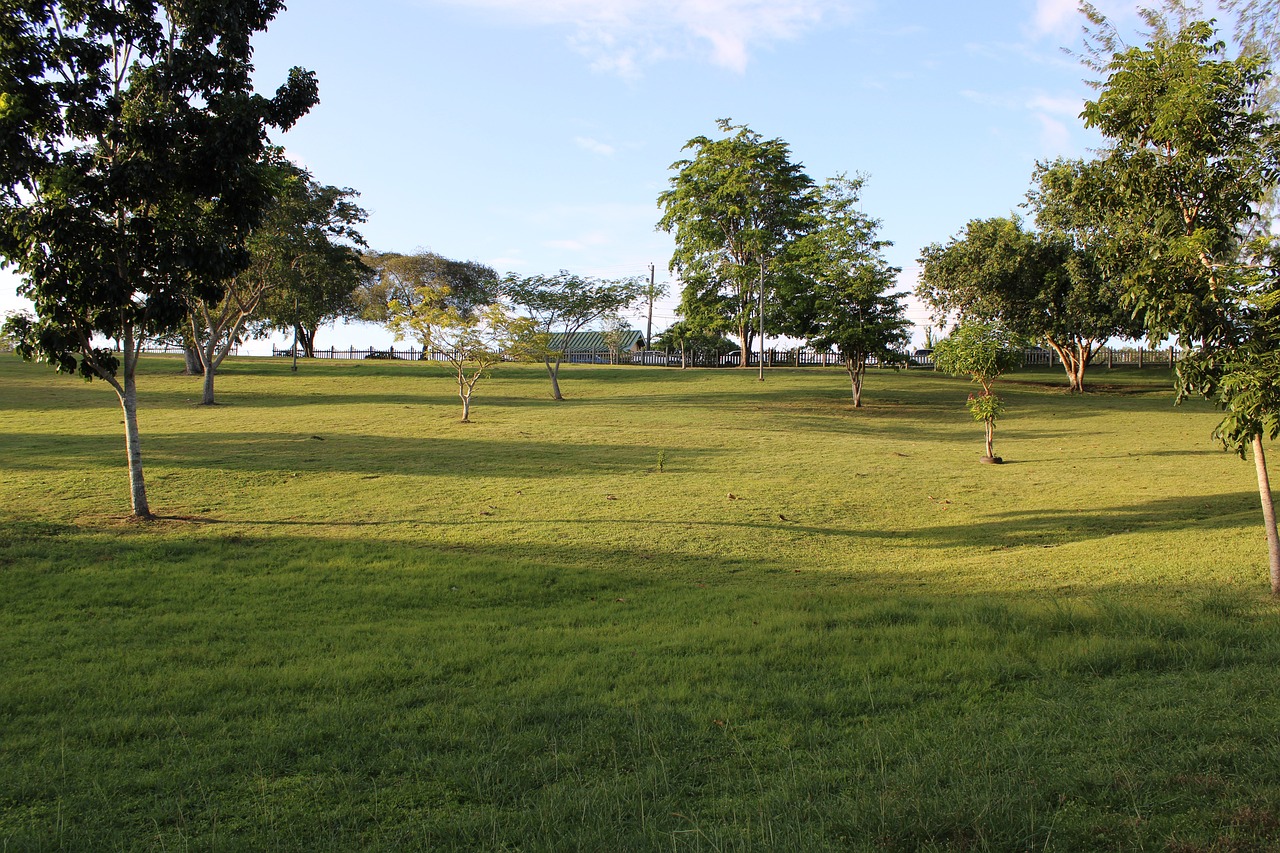 Park Grün Baum - Kostenloses Foto auf Pixabay - Pixabay