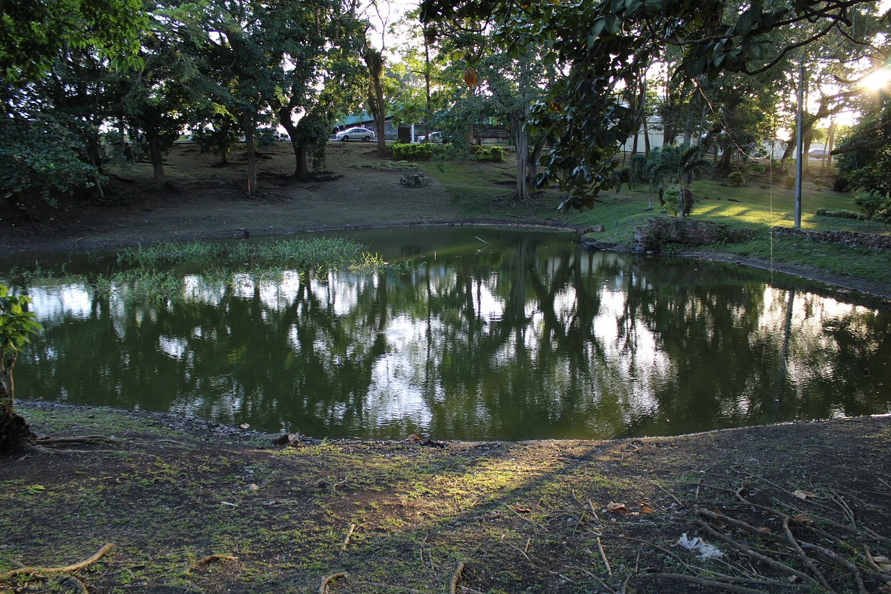 Pond Forest Park - Free photo on Pixabay - Pixabay