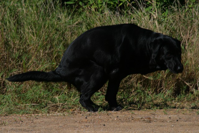Cachorro Labrador Cagando - Foto gratis en Pixabay - Pixabay