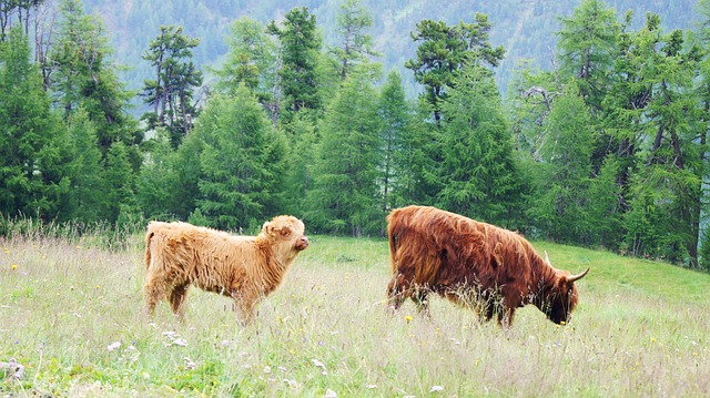 Meadow Pasture Scottish Highland - Free photo on Pixabay - Pixabay