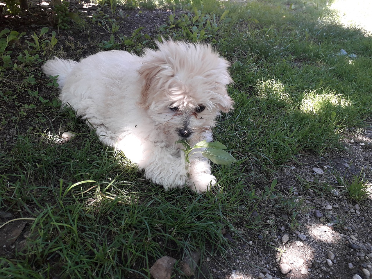Chien Maltais - Photo gratuite sur Pixabay - Pixabay