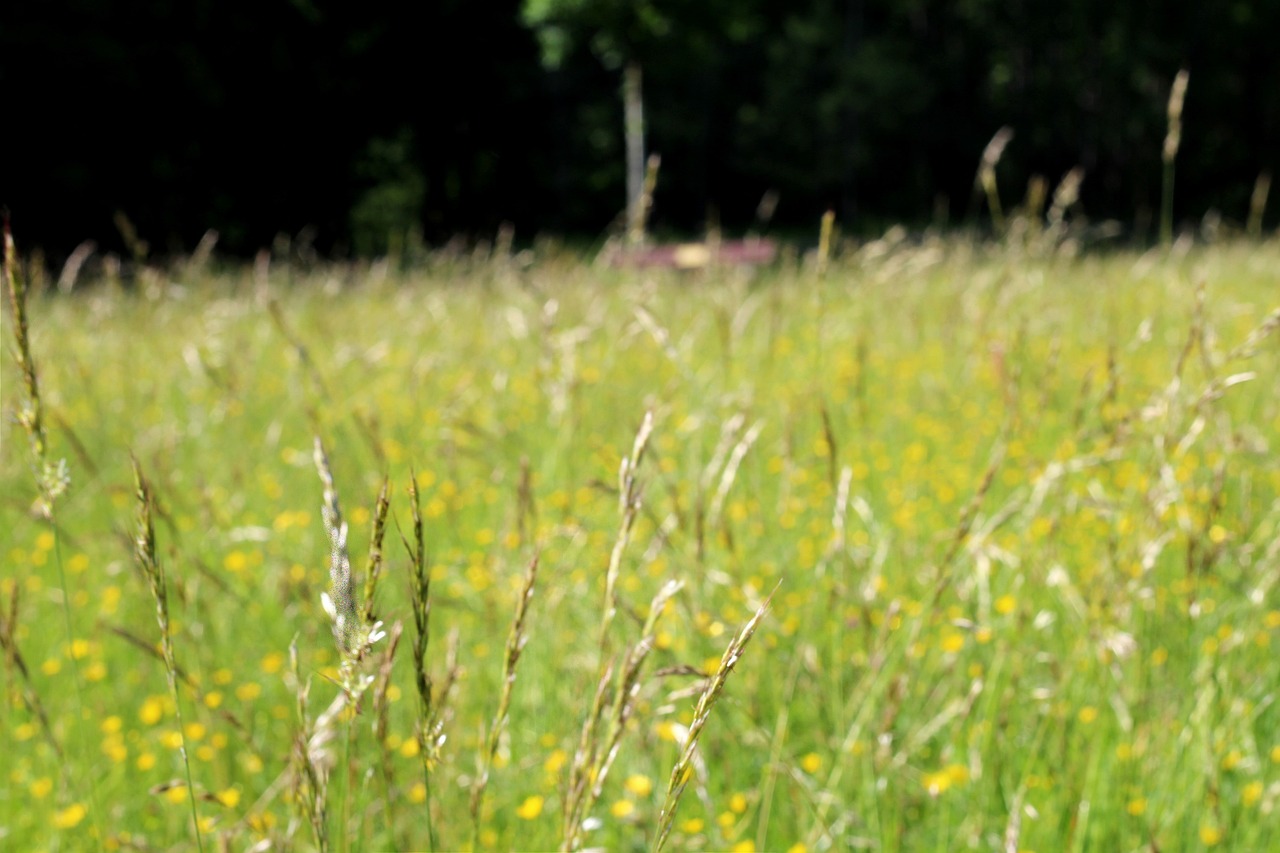 Grass Meadow Nature - Free photo on Pixabay