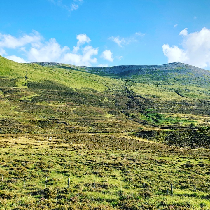 Highland Field Meadow - Free photo on Pixabay - Pixabay