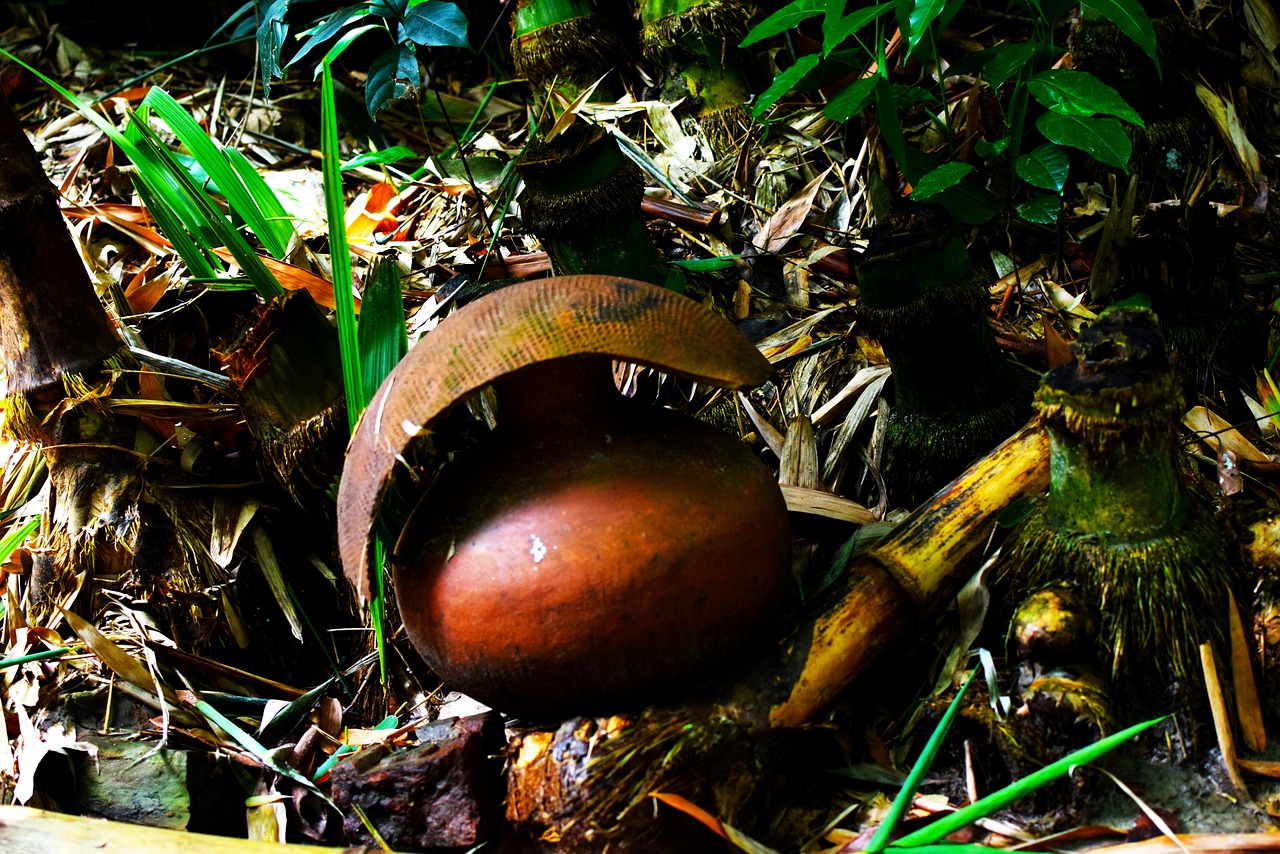 Olla De Barro Rota Naturaleza - Foto gratis en Pixabay - Pixabay