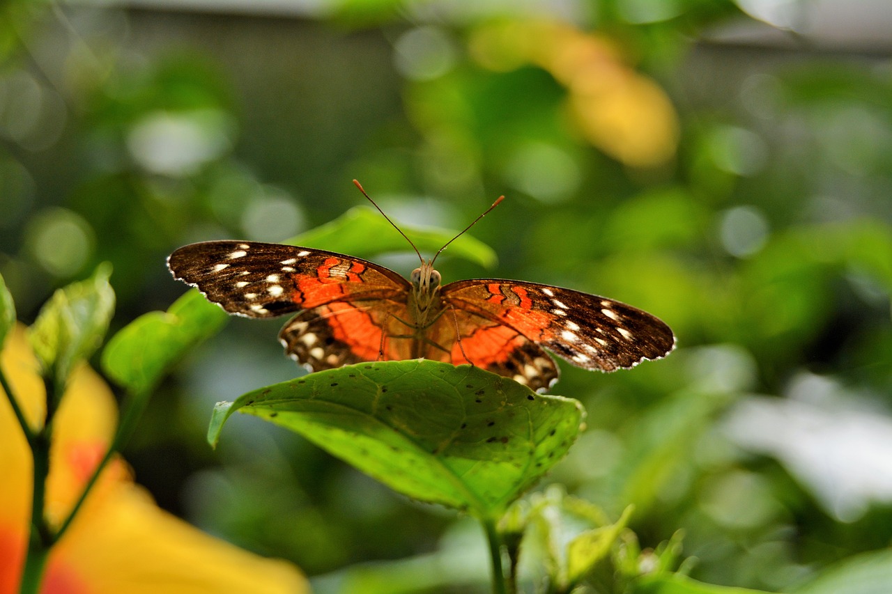 Papillon Nature Faune - Photo gratuite sur Pixabay - Pixabay