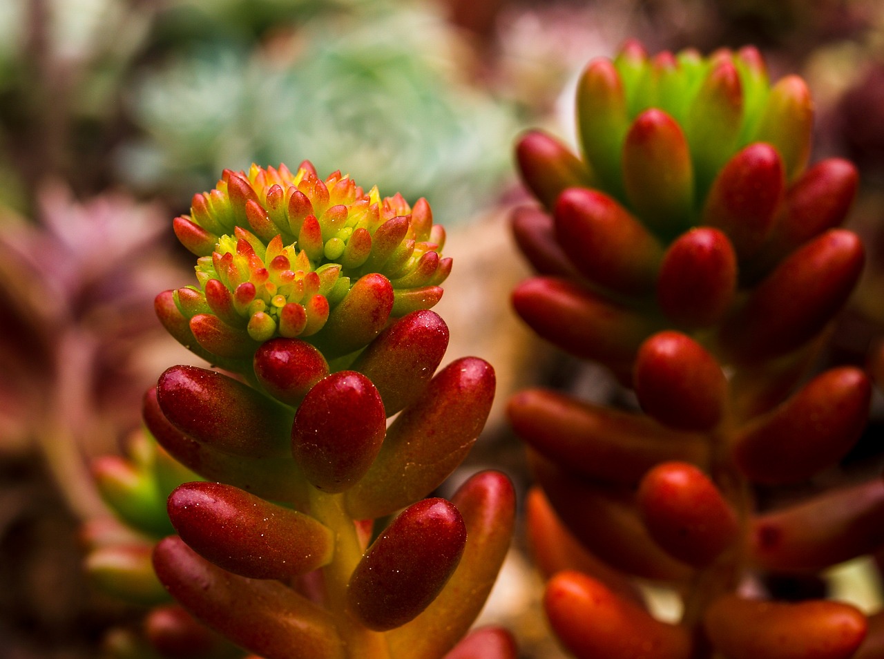 Sedum Sukulent Garden - Free photo on Pixabay - Pixabay