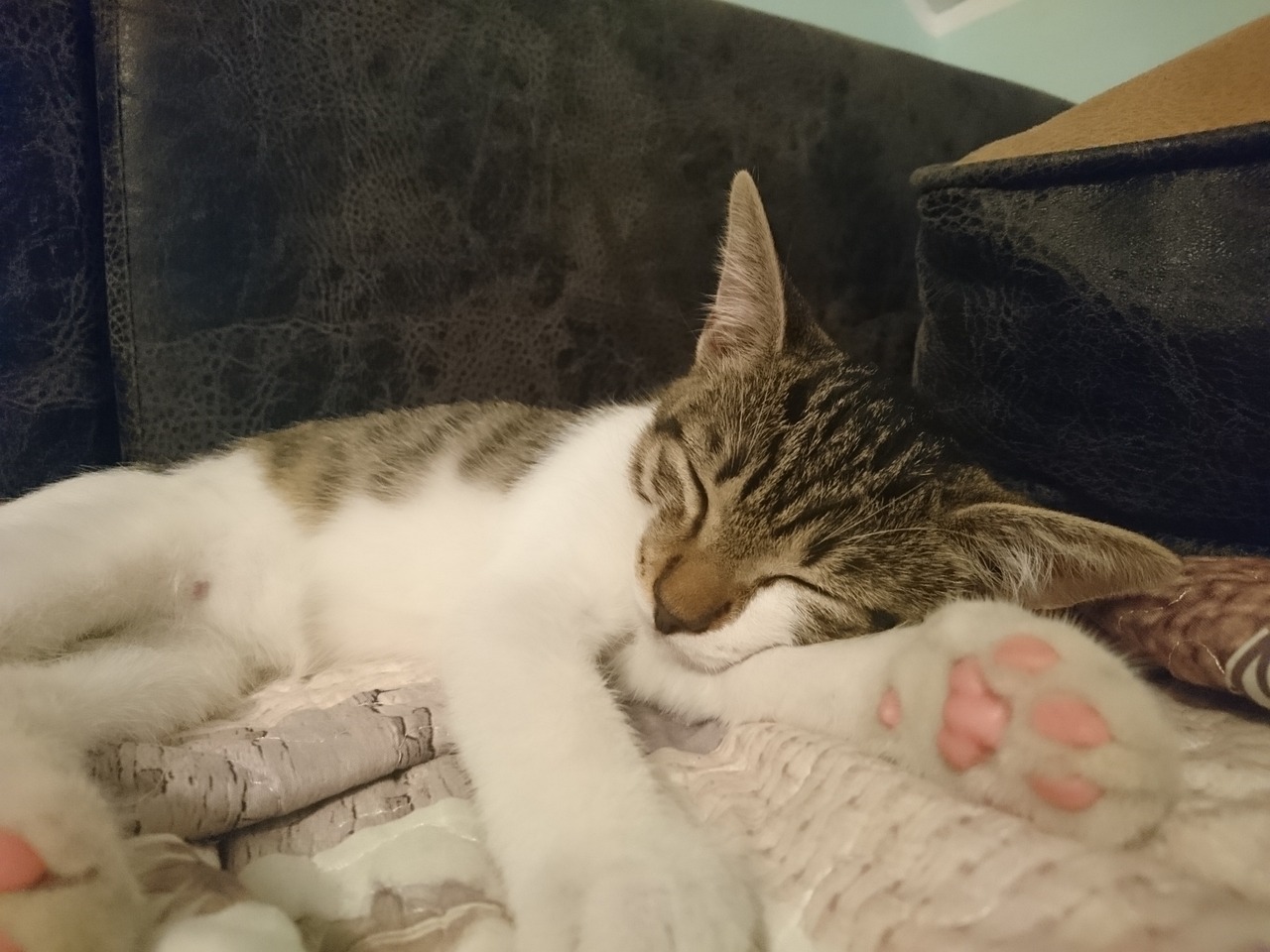 Chat Chaton Dormir Animal De - Photo gratuite sur Pixabay - Pixabay