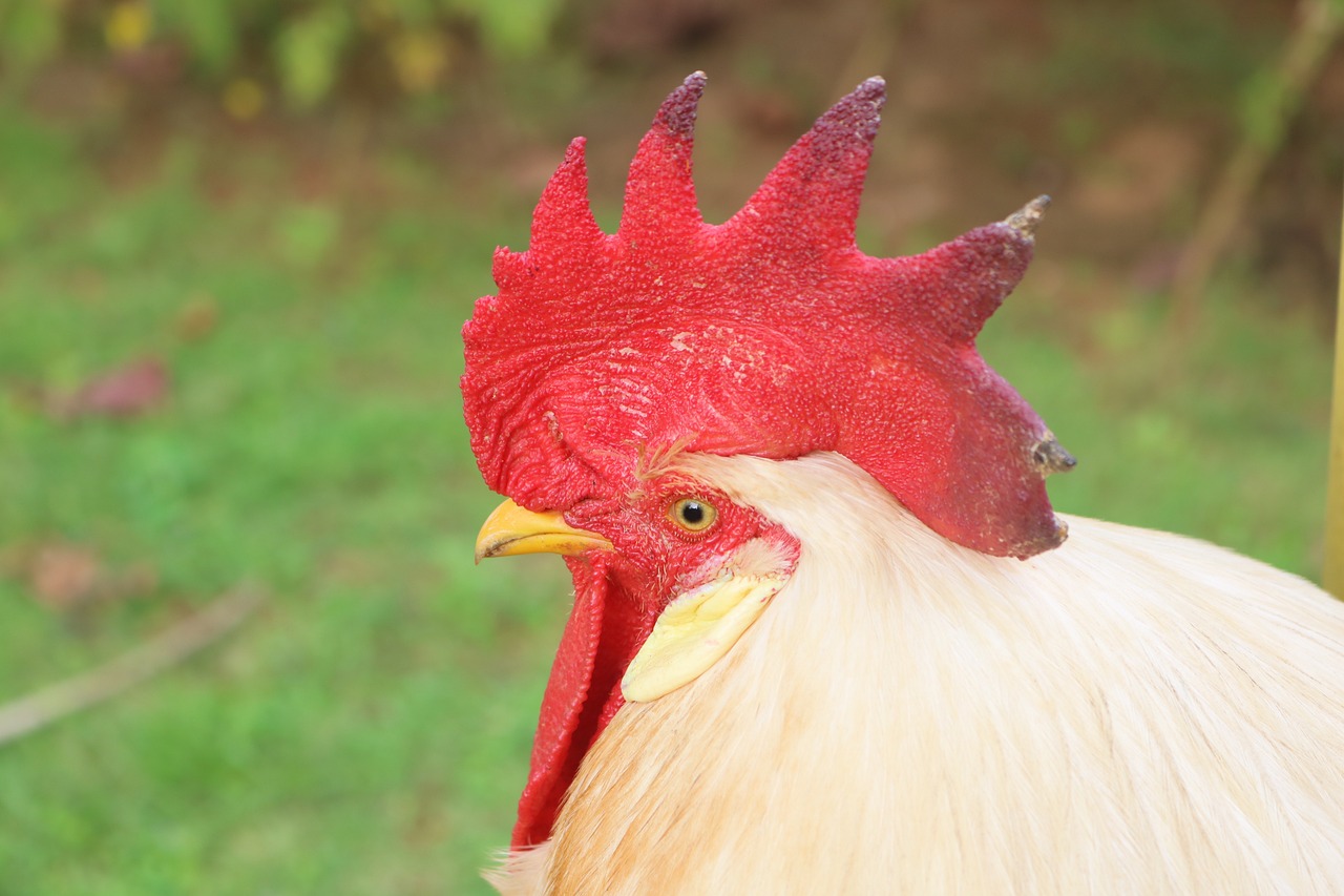 100 Free Domestic Cock Rooster Images Pixabay 100 Free Domestic Cock Rooster Images Pixabay