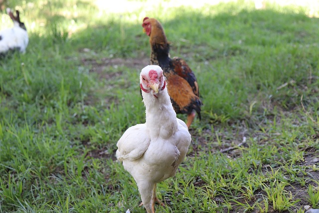 Poulet Poule Des Oiseaux La - Photo gratuite sur Pixabay - Pixabay