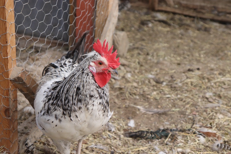 Cock Rooster Chicken - Free photo on Pixabay - Pixabay