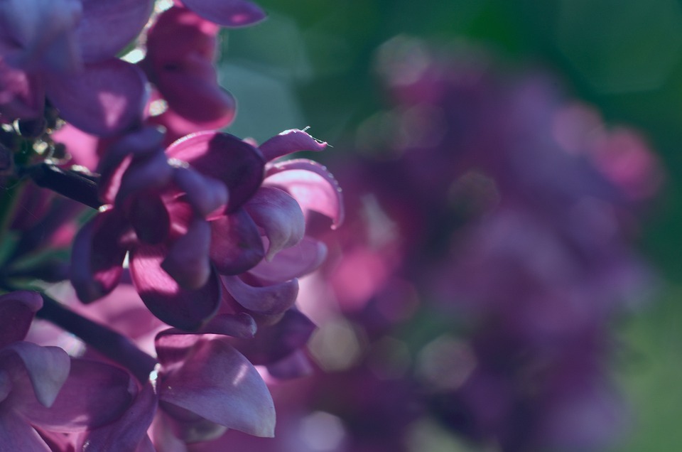 Lilas Fleurs Floraison - Photo gratuite sur Pixabay - Pixabay