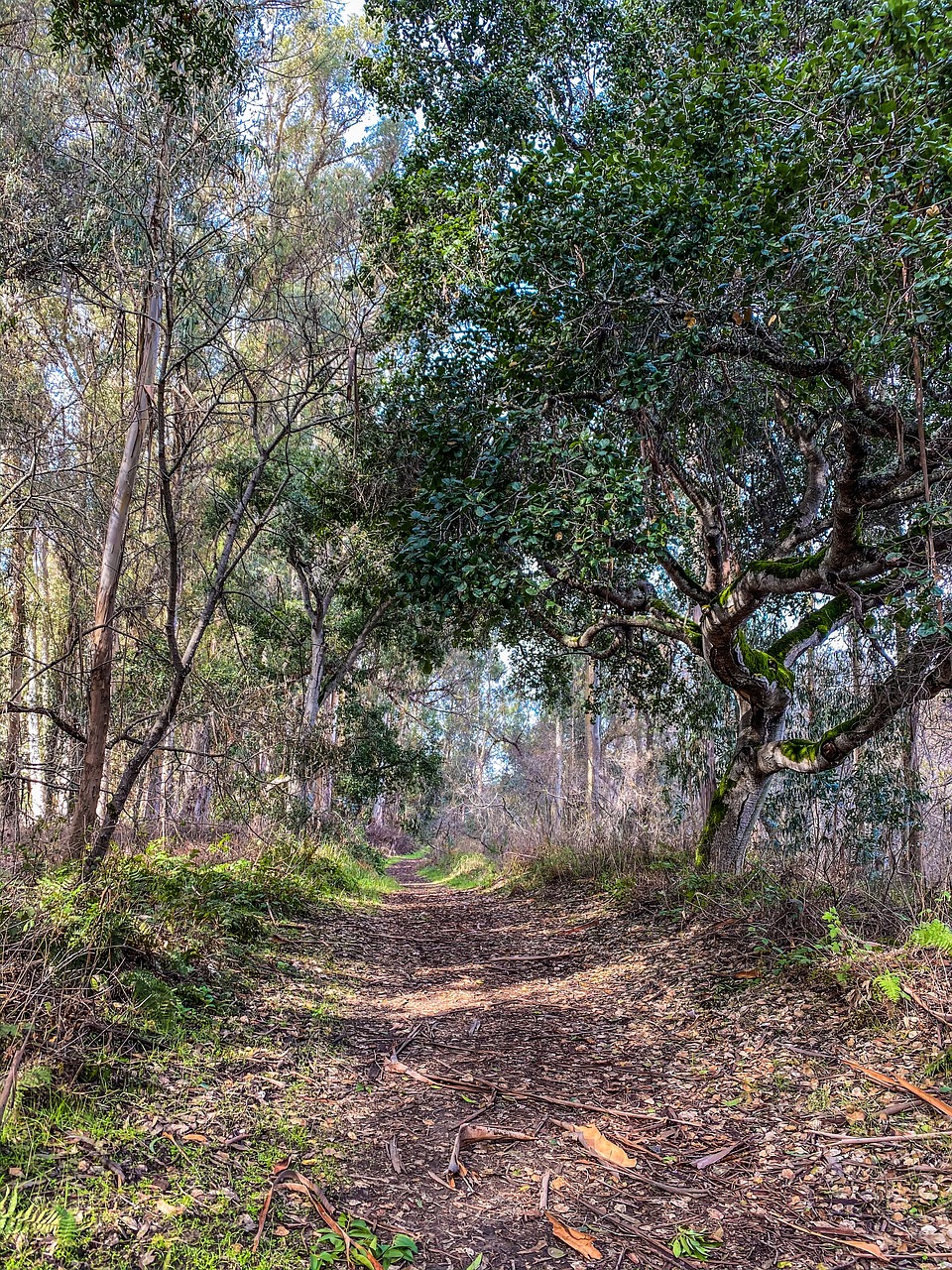 Nature Carmel Trees - Free photo on Pixabay - Pixabay