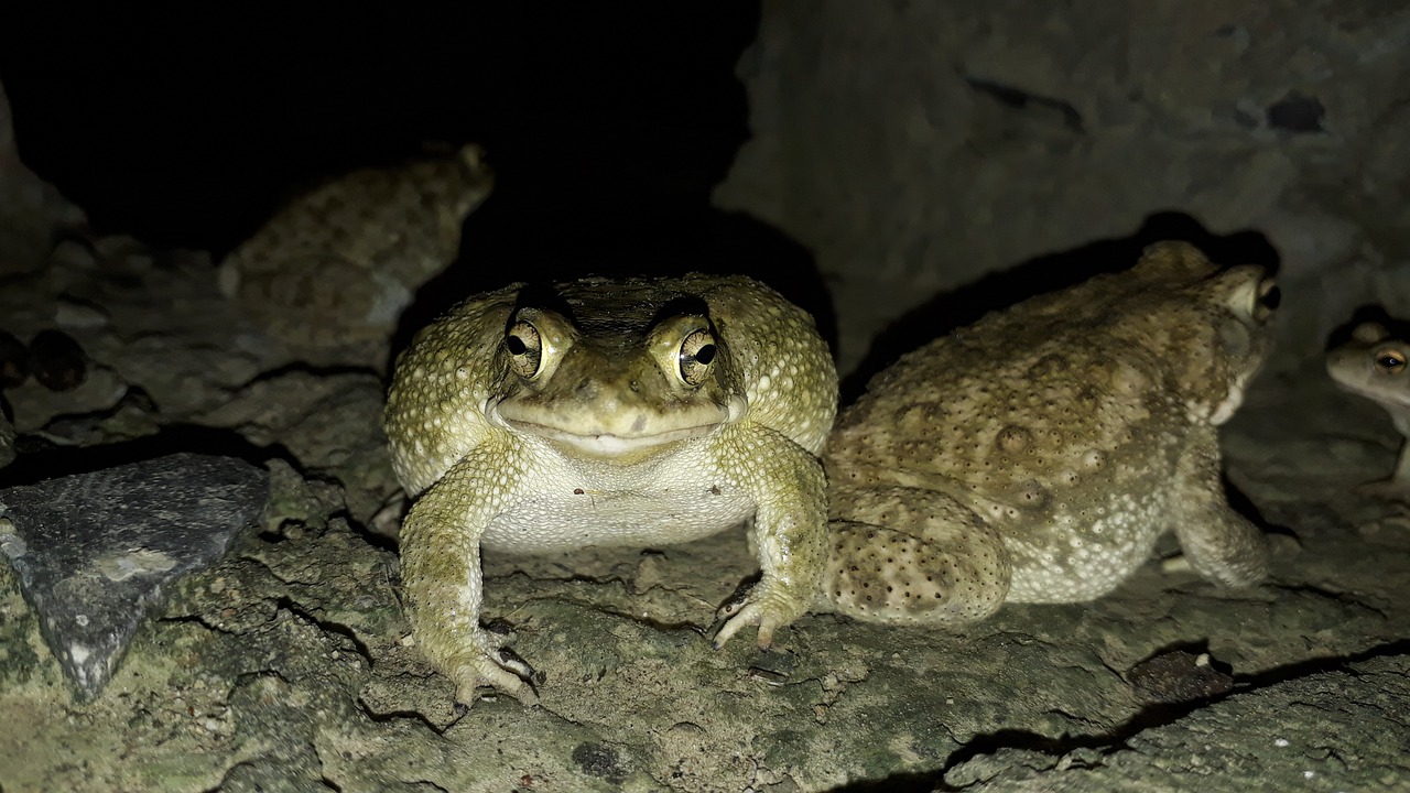 Dos Ranas Rana Sentada En La Noche - Foto gratis en Pixabay - Pixabay