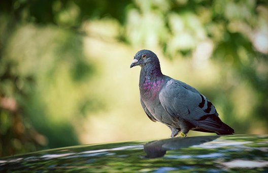 60+ Free Paloma Comun & Bird Photos - Pixabay