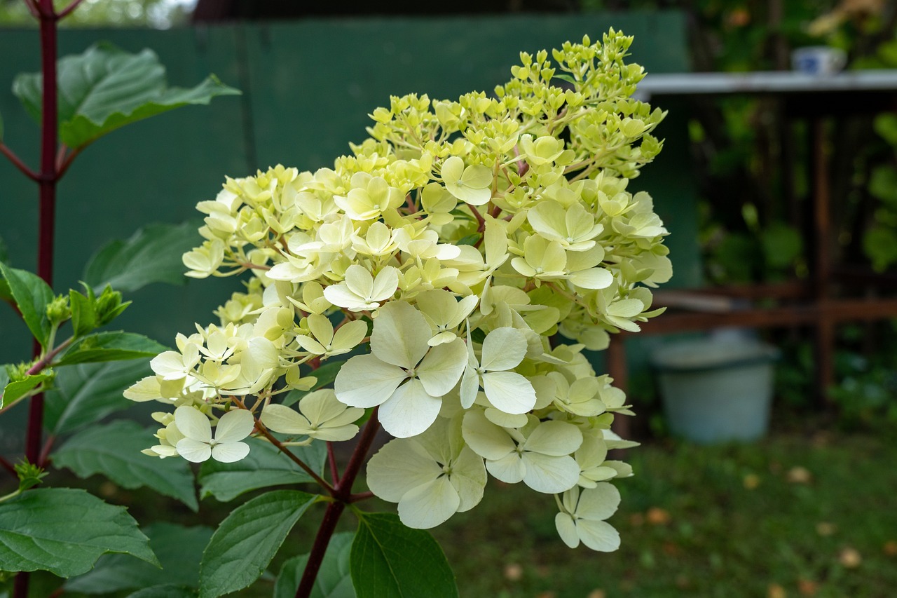 Hortensie Blumen Blütenblätter Die - Kostenloses Foto auf Pixabay - Pixabay