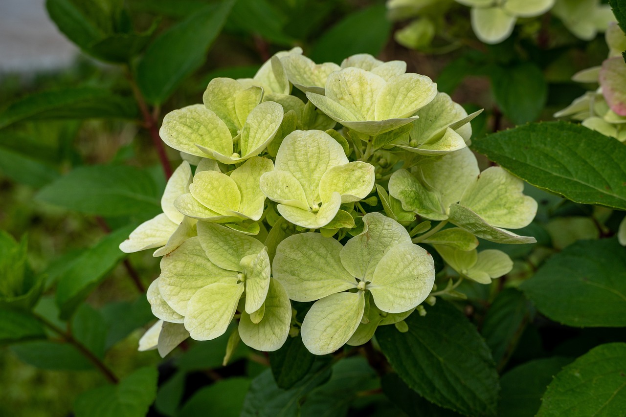 Hydrangea Bunga-Bunga Kelopak - Foto gratis di Pixabay - Pixabay