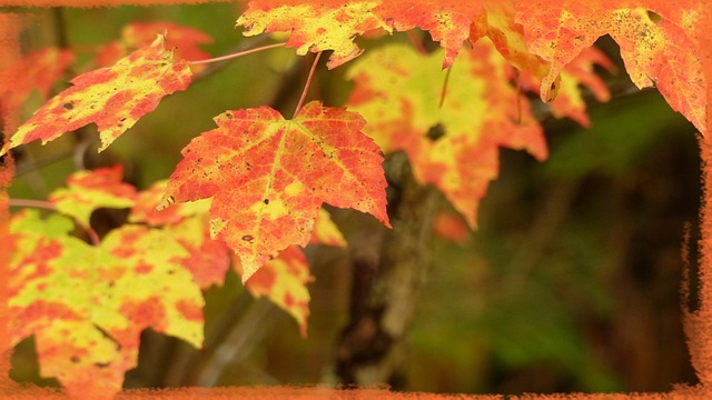 Fall Maple Sheets - Free photo on Pixabay - Pixabay