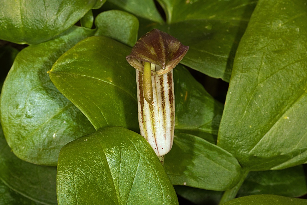Tanaman Kebun Bunga - Foto gratis di Pixabay - Pixabay