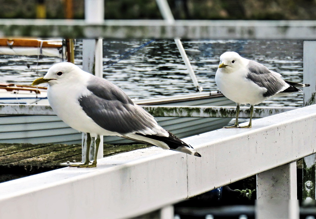 Seagulls Birds Animals - Free photo on Pixabay - Pixabay