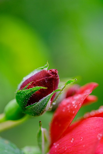 Rose Bud Flower - Free photo on Pixabay