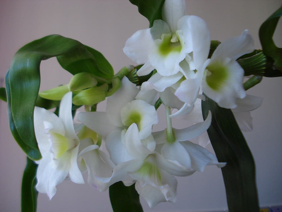 Orchid Bamboo Flower - Free photo on Pixabay - Pixabay