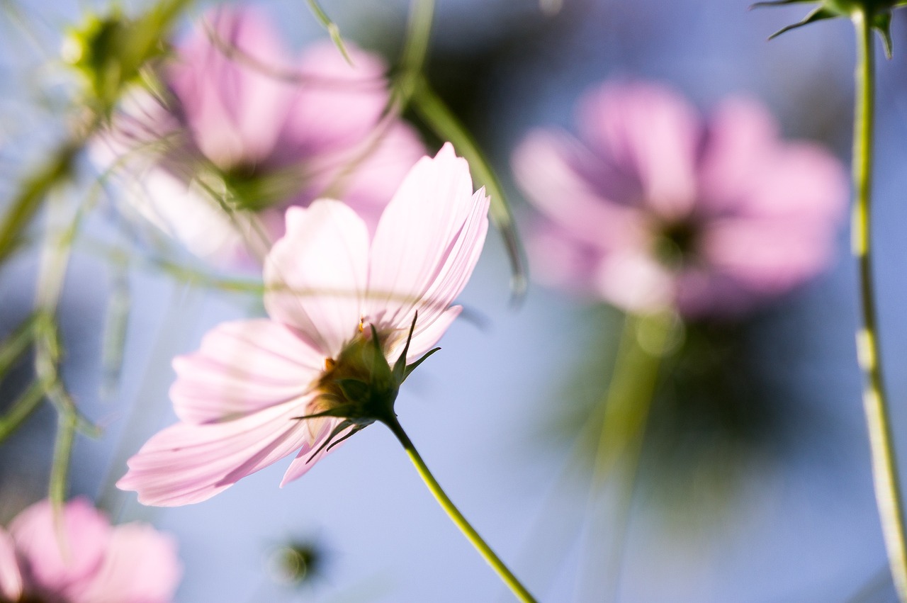 100+ Free Mexican Background & Nature Images - Pixabay