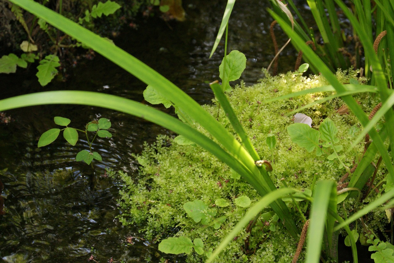 Samambaia Natural Planta - Foto gratuita no Pixabay - Pixabay