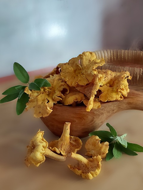 Champignons Girolles Cantharellus - Photo gratuite sur Pixabay - Pixabay